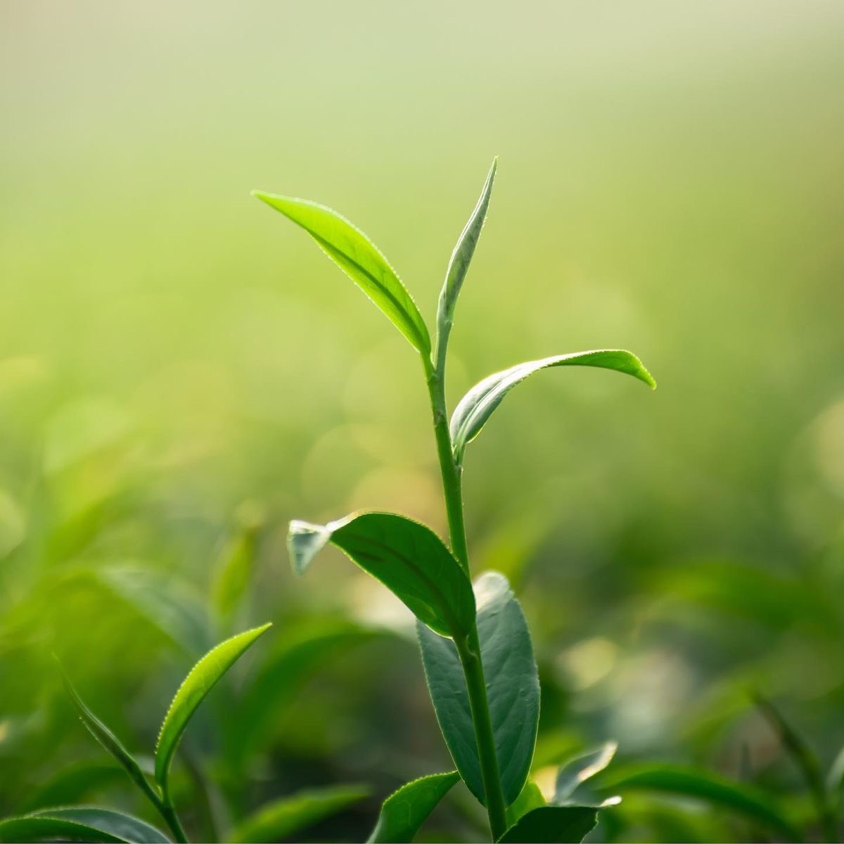 KIMEN - Tea flavour - KIMEN